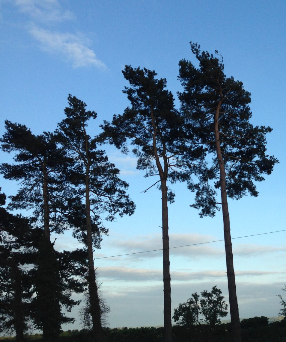 About me – Sophie Pickering