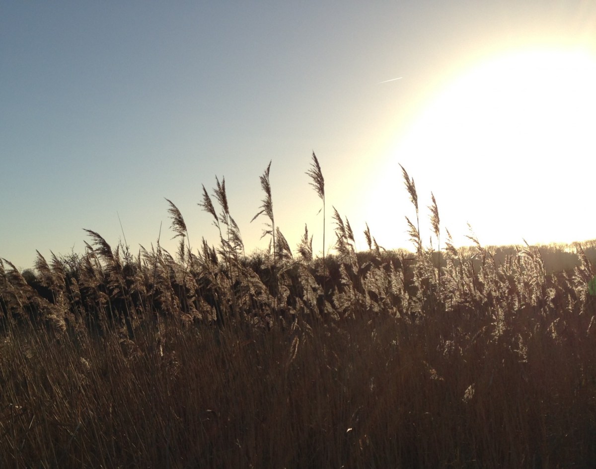 Sophie Pickering – Counselling in Bristol